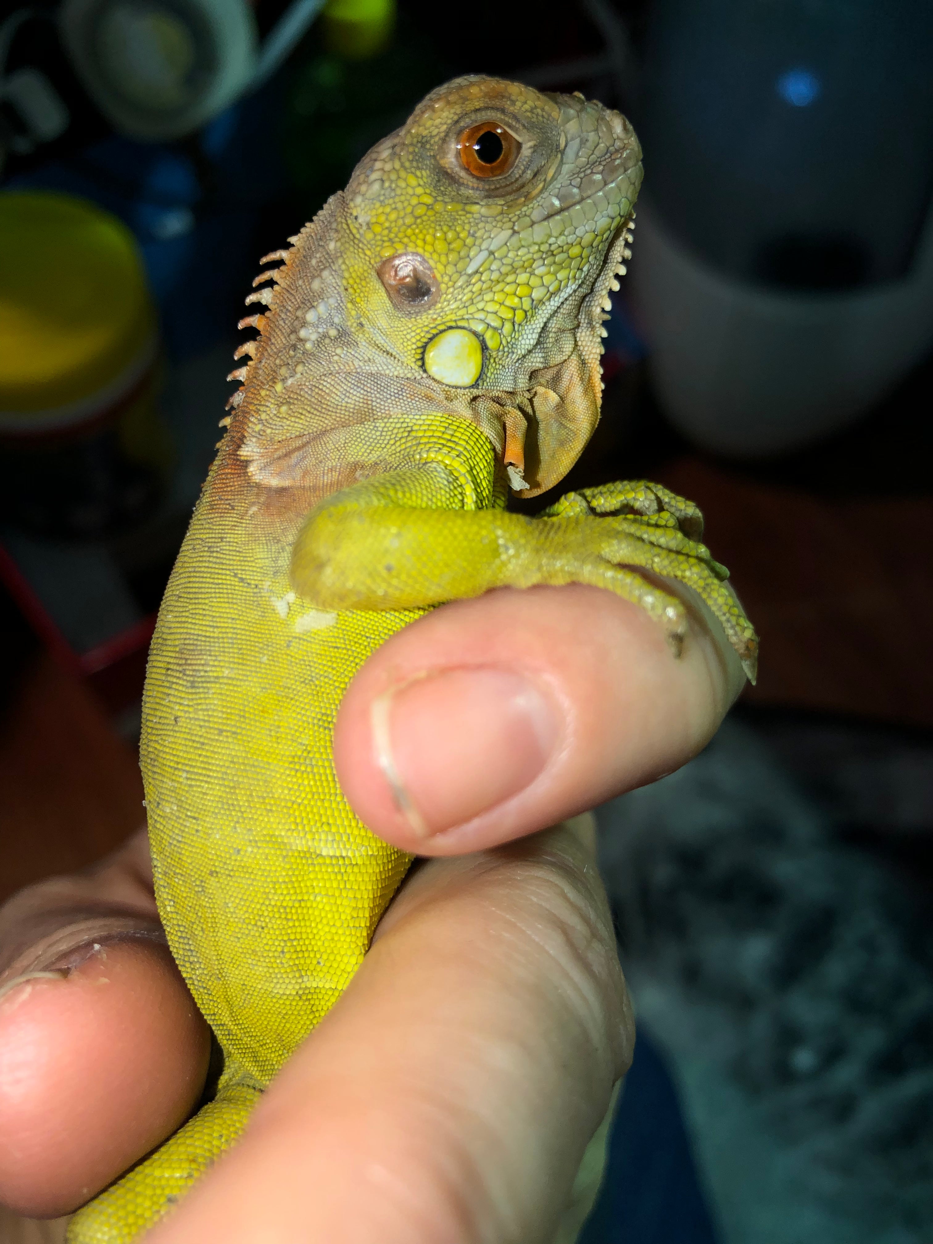 Baby Male Green Iguana
